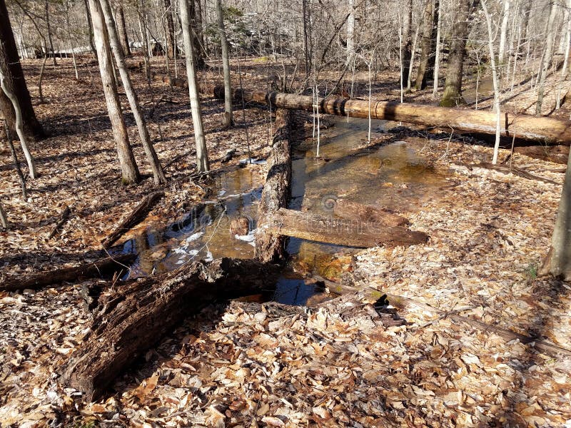 Fallen Trees and Water or Flood in Forest or Woods with Leaves Stock ...