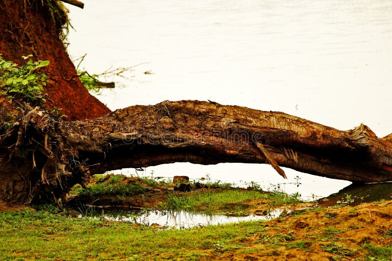 A Fallen Trees in Water with Small Plants Near the Coast Stock Image ...