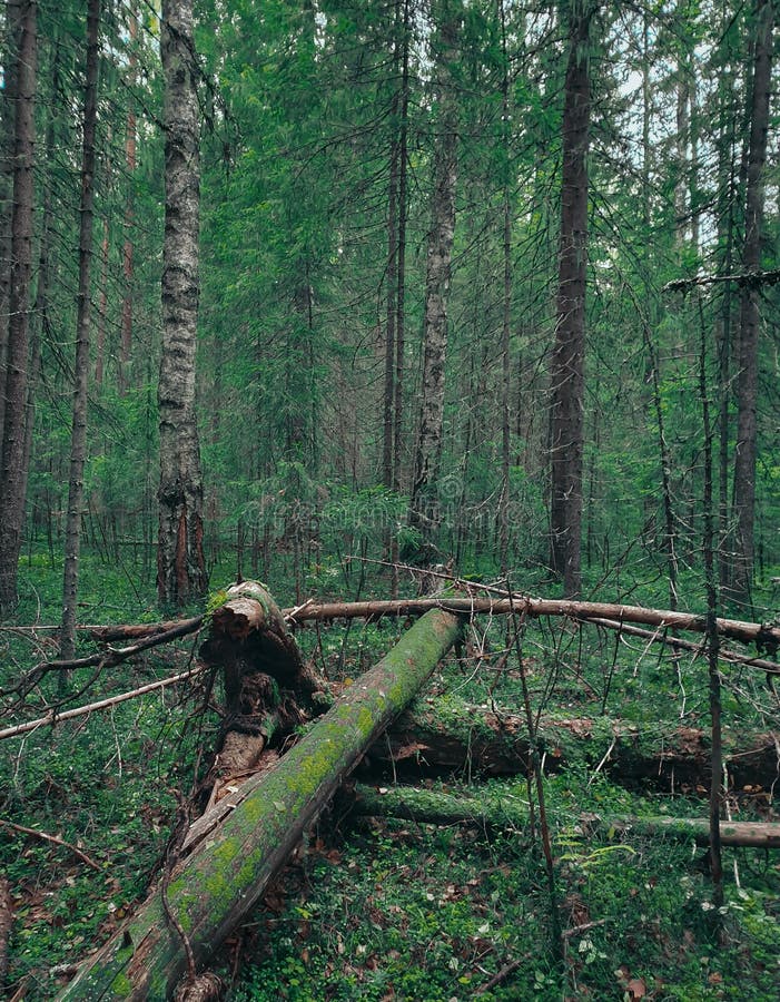 Fallen Trees in the Wild Forest Stock Photo - Image of boat, evening ...