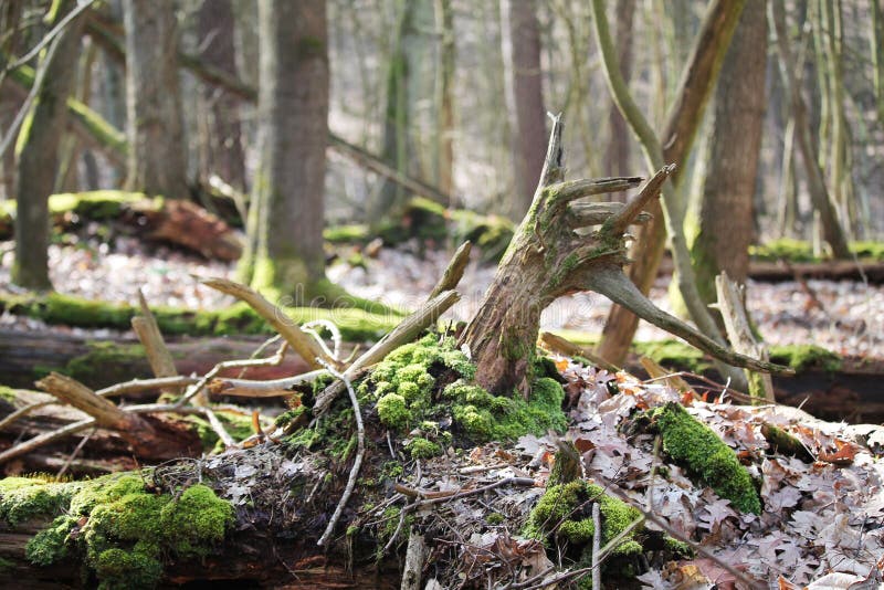 Fallen Trees in a Wild Forest Stock Image - Image of moss, primary ...