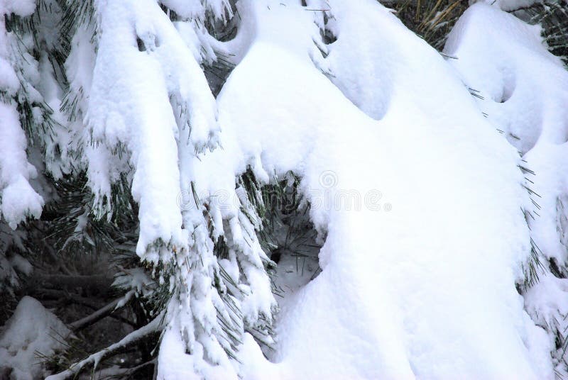 Fallen Trees in Winter Snow. Stock Photo - Image of blizzard, fallen ...