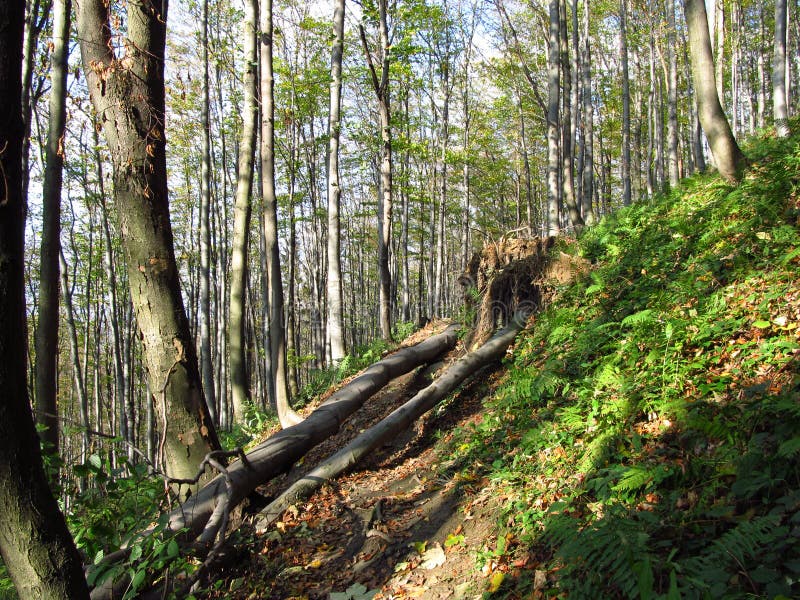 Fallen trees in the wood stock image. Image of forest - 46173791