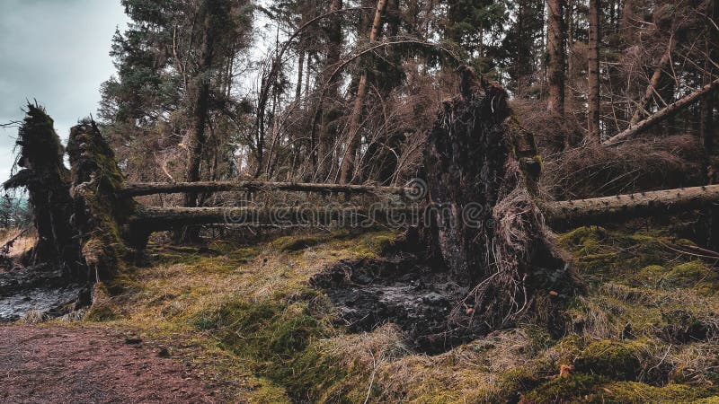 Fallen Trees in Wooded Forest Stock Image - Image of showing, clouds ...