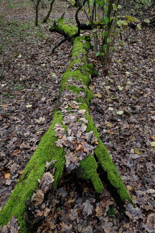 Fallen Trees in the Woods Autumn Time Stock Photo - Image of plant ...