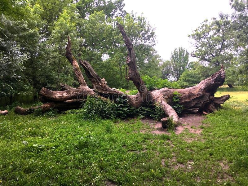 Fallen trunk stock photo. Image of greens, outdoors - 191513686