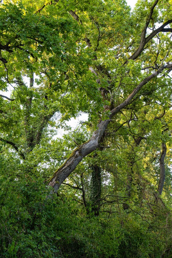 Fallen Trunk Leans Against the Tree Next To it. Vertical Composition of ...