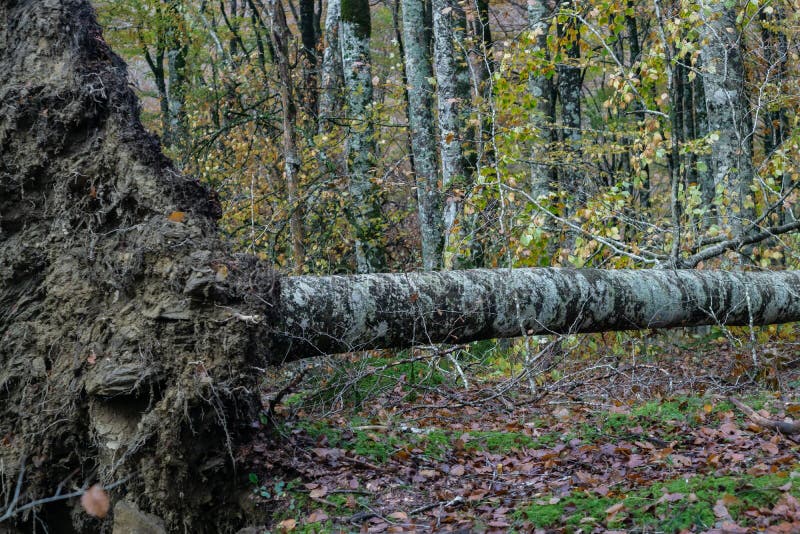Fallen Trunk in the Middle of the Beech Forest after Strong Winds Stock ...