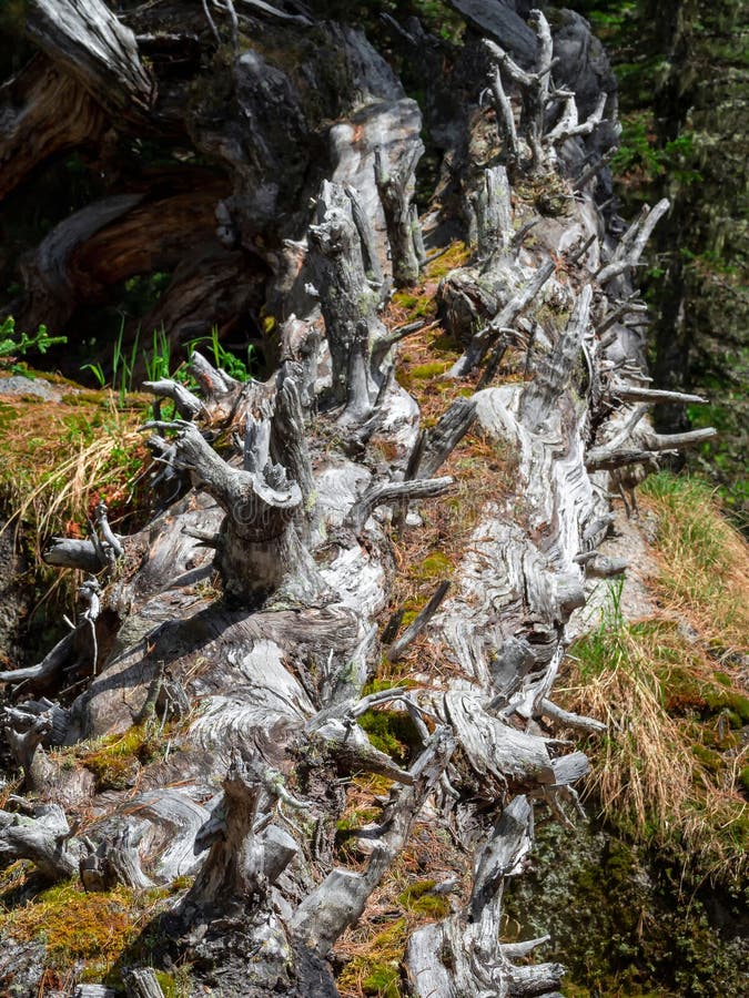 Fallen Trunk of an Old Cedar Tree, Covered with Moss and Lichen Stock ...