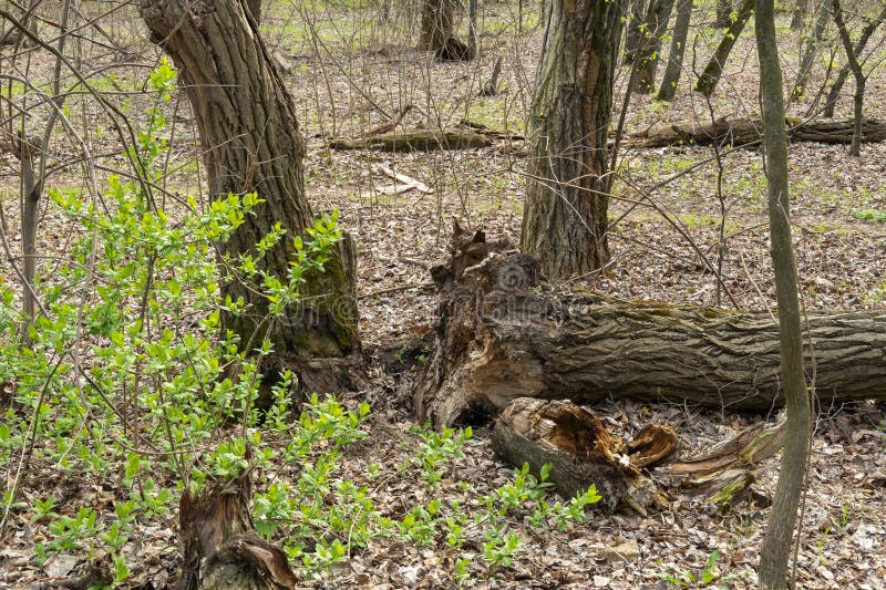 Fallen Trunk Old Tree. Big Snags in the Forest Stock Image - Image of ...