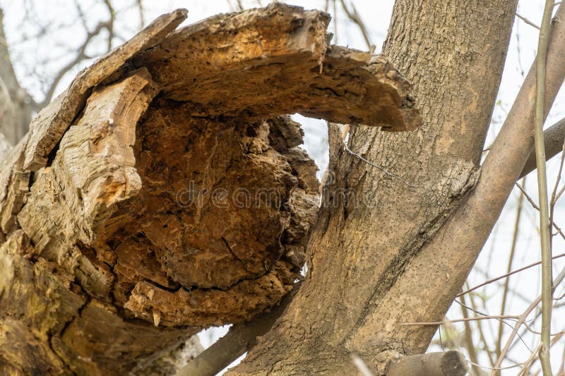 Felled Tree in the Forest. Dead Plant Deforestation Stock Photo - Image ...