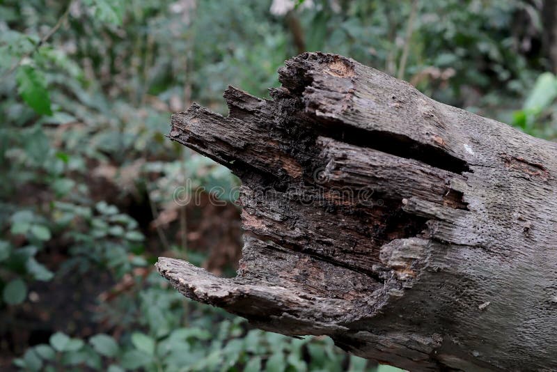 Fallen Trunk Old Tree. Plant Has Rotted Over Time and Broken in the ...