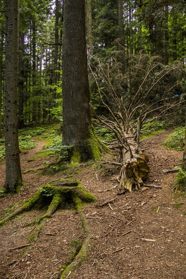 A Fallen Trunk of Spruse Tree and a Large Spruce Stump in the Forest ...