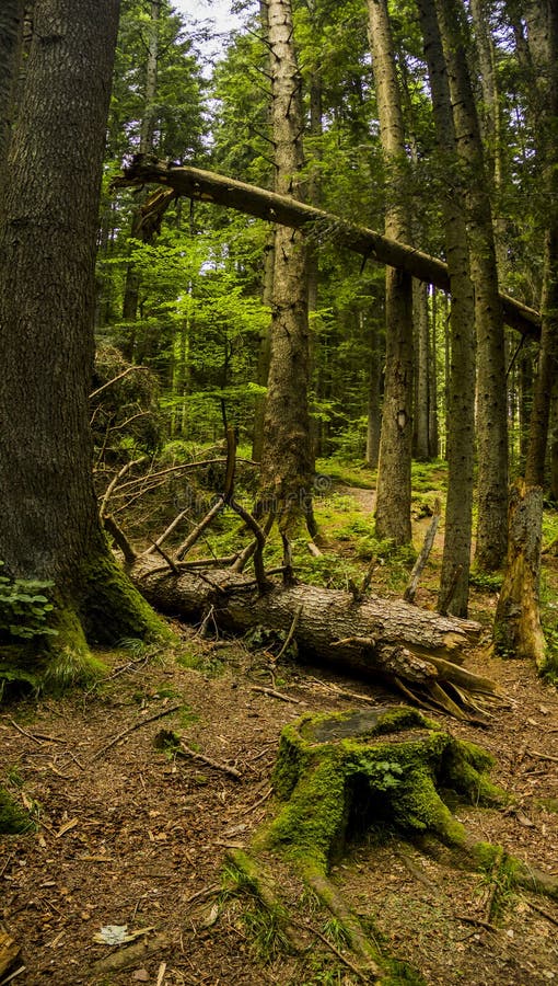 A Fallen Trunk of Spruse Tree and a Large Spruce Stump in the Forest ...