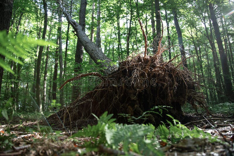 Fallen Trunk of a Tree with Roots in Summer Forest . Low Angle View ...