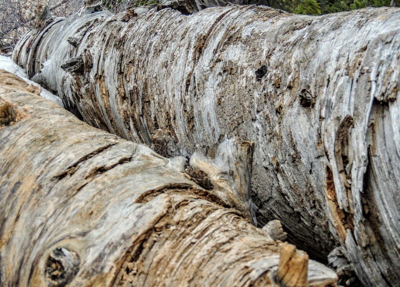 Fallen Twisted and Broken Trees Stock Photo - Image of lumber, canyon ...
