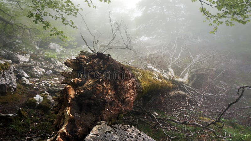 Uprooted tree in forest stock photo. Image of lichens - 79958446
