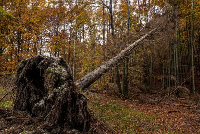 Fallen, Uprooted Pine Trees in the Forest. an Adult Trees Lies on the ...