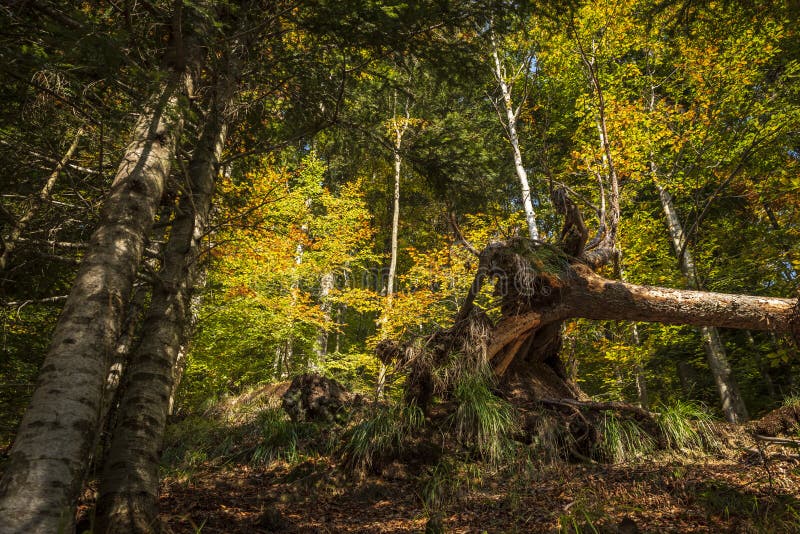Fallen, Uprooted Pine Trees in the Forest. an Adult Trees Lies on the ...