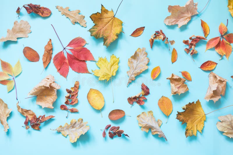 Fallen Various Leaves on Punchy Blue. Autumn Composition As Pattern ...