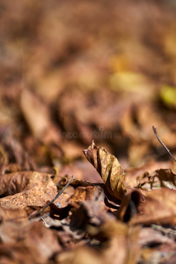 Fallen walnut leaves stock photo. Image of dead, walnut - 197071116