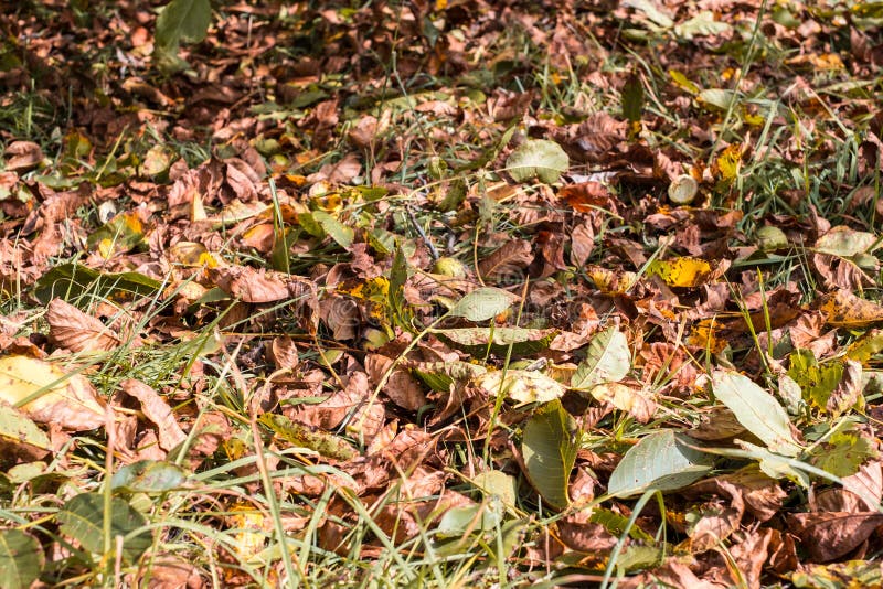 Fallen Walnuts in the Grass Stock Image - Image of empty, season: 181929329
