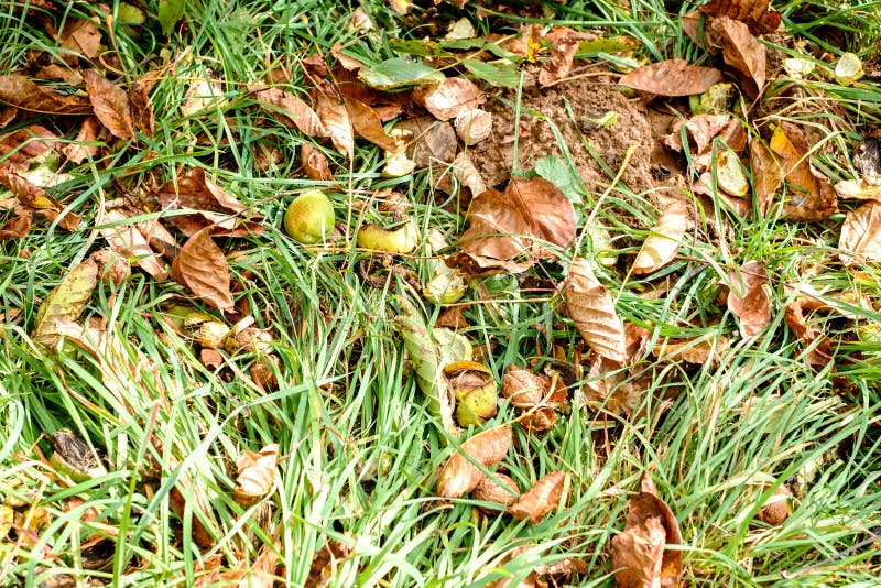 Fallen Walnuts in the Grass Stock Image - Image of empty, season: 181929329