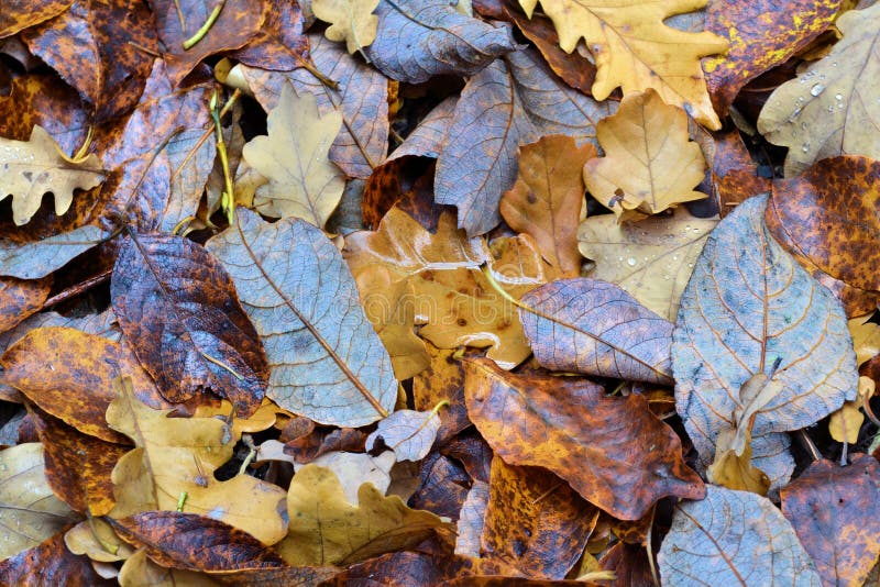 Fallen Wet Autumn Leaves in the Forest Stock Image - Image of fall ...