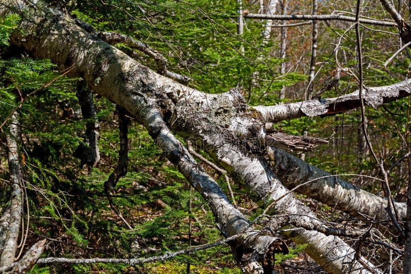 Fallen White Birch Tree in a Forest Stock Photo - Image of tree, ground ...