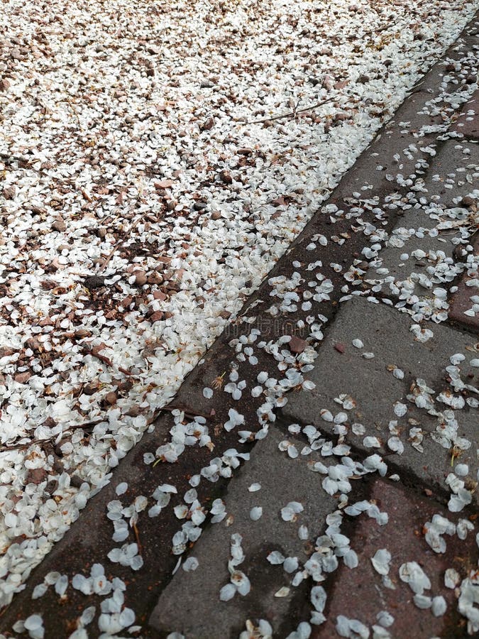 Fallen white petals stock image. Image of path, bloom - 217610869