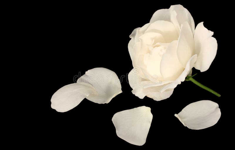 Fallen white rose stock image. Image of anniversary, affection - 12979141