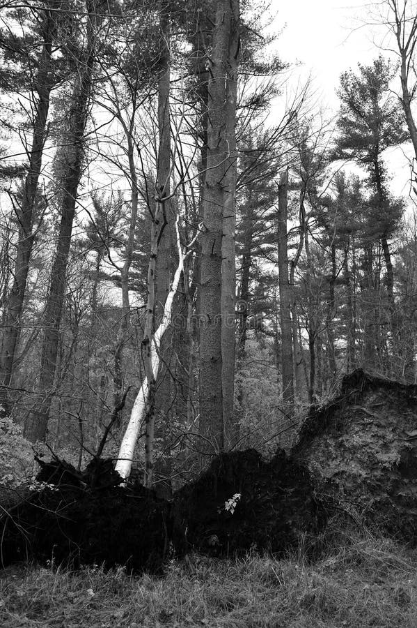 Fallen Tree with Branches Hanging Over Lake Stock Photo - Image of tree ...