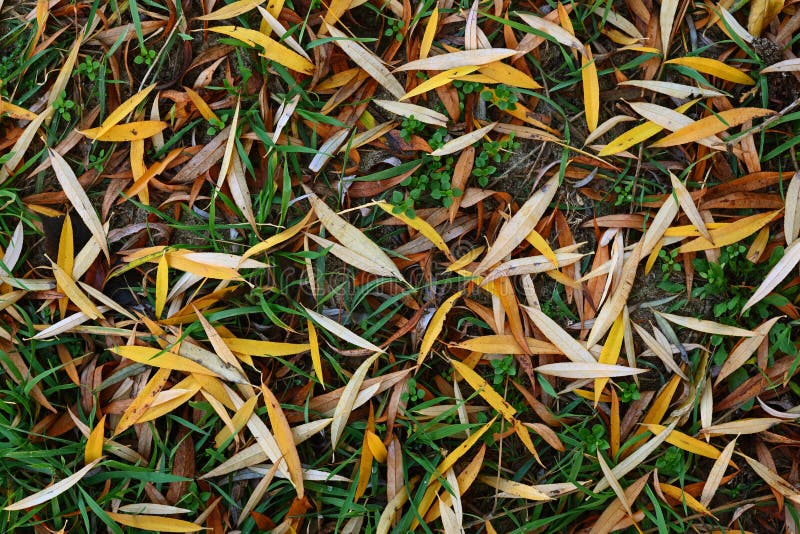 Fallen Autumn Willow Leaves Stock Photo - Image of autumn, willow ...