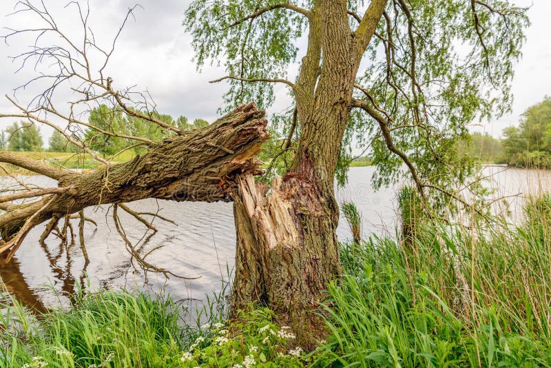 Fallen Willow Tree on the Bank of a River Stock Photo - Image of cloudy ...