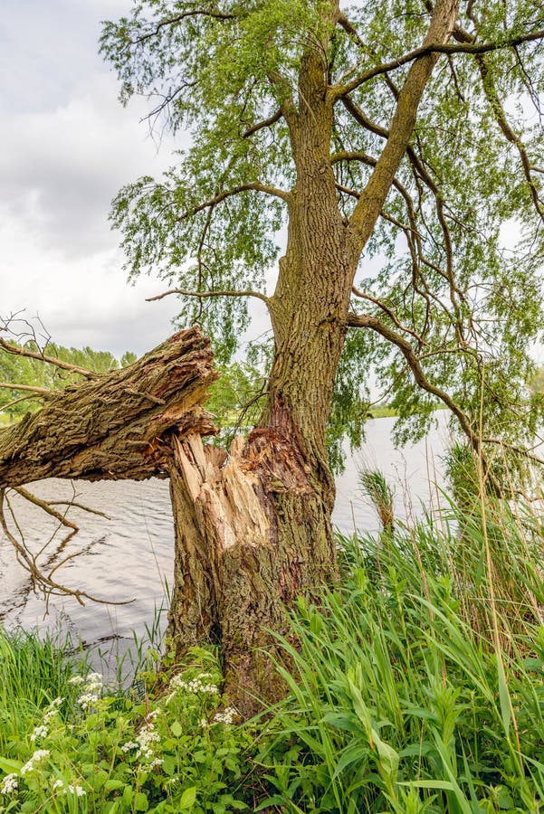 Willow Tree with Some Roots Above Ground Hangs Diagonally Over the ...