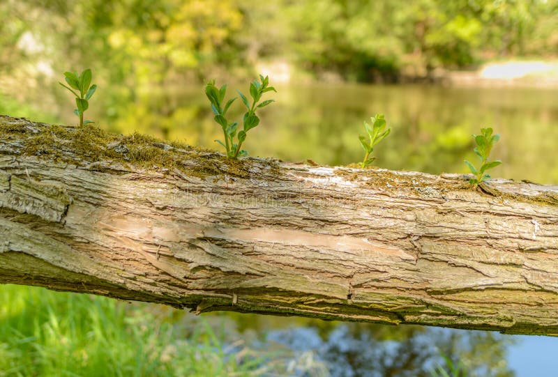 Fallen Willow Tree Stem with Young Sprouts Shooting from Side Stock ...