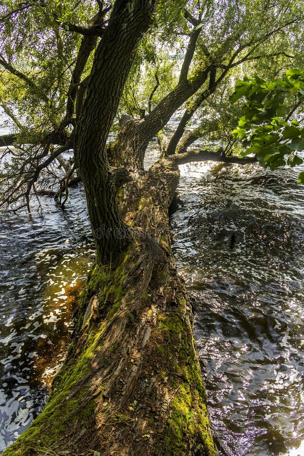 A Fallen Willow in the Water on the Lake Stock Image - Image of lakes ...