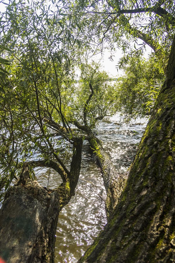 A Fallen Willow in the Water on the Lake Stock Photo - Image of idyllic ...