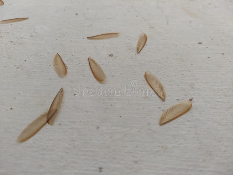 263 Monsoon Insects Stock Photos - Free & Royalty-Free Stock Photos ...