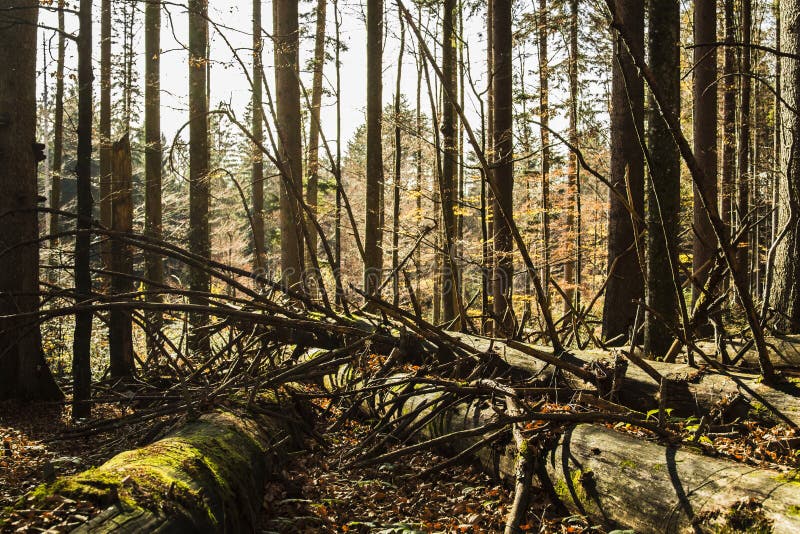 Withered Tree in the Forest Stock Photo - Image of autumn, plant: 196383410