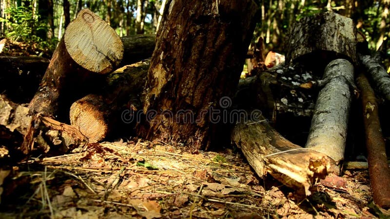 Destruction of Forest, Deforestation and Damaging Environment. Stock ...