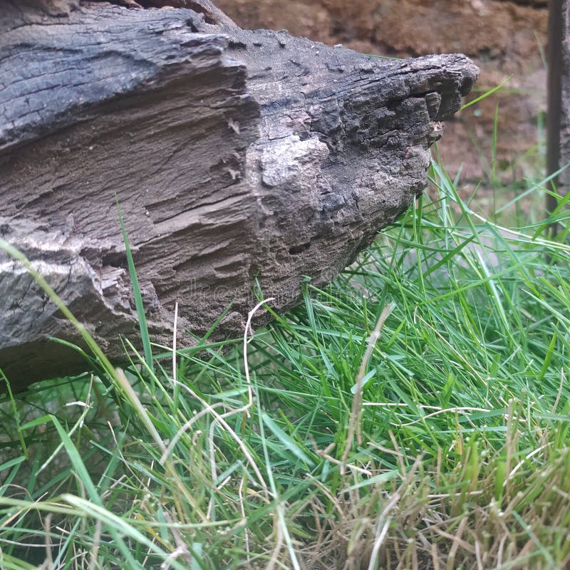 The Fallen Wood Makes the Photo Even More Beautiful, Indonesia, Central ...
