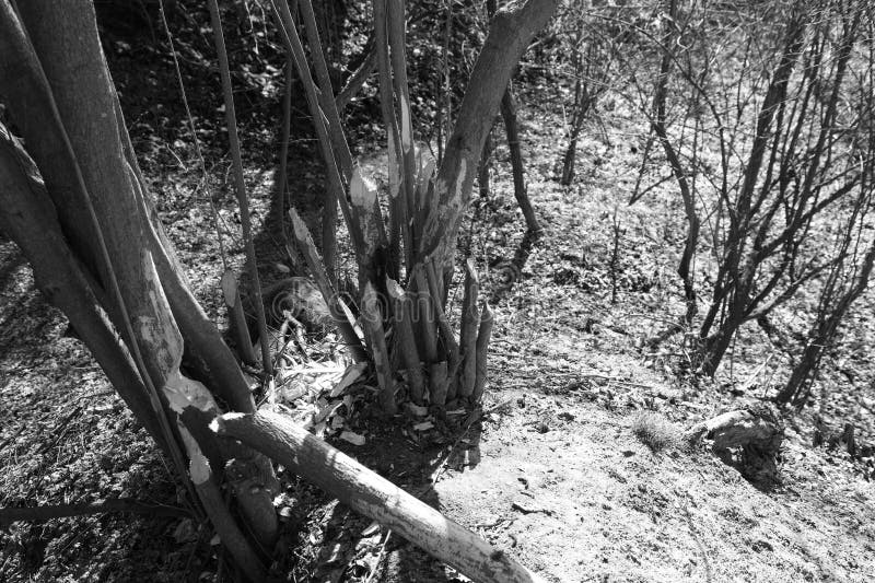 Fallen Wooden Deck in the Forest in Black and White Stock Image - Image ...