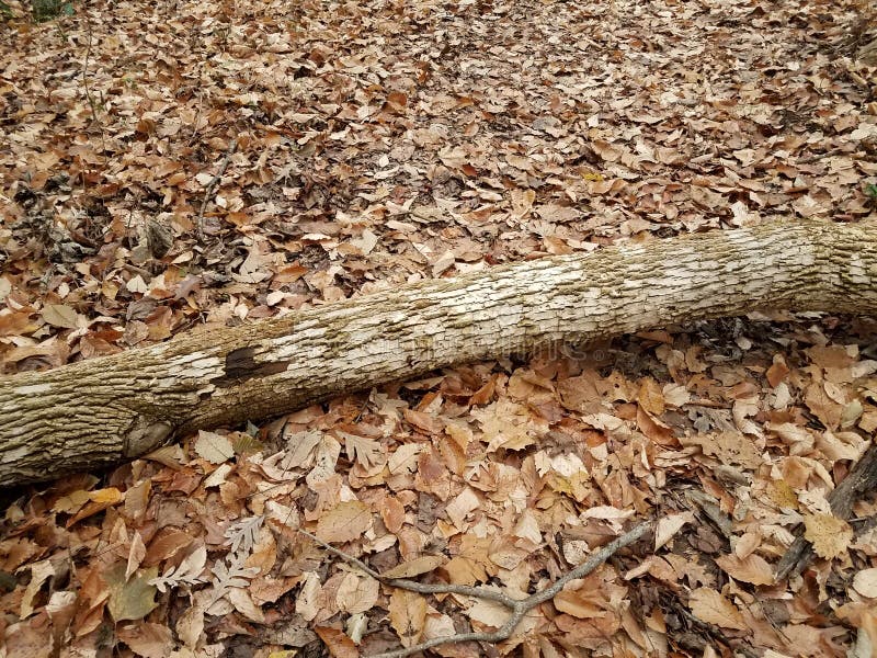Fallen Worn Tree Log with Brown Leaves Stock Photo - Image of rotting ...