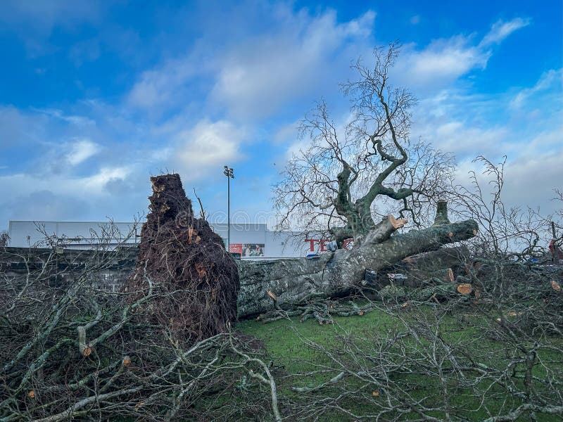 A Fallen 100-year-old Copper Beech Tree at Wilton Shopping Centre, Cork ...