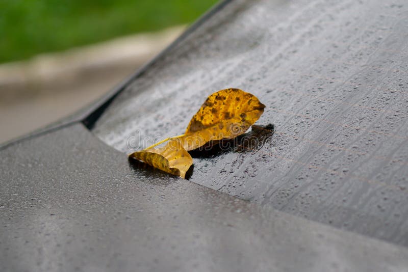 Fallen Yellow Autumn Leaves Lie on the Back of the Car on the Trunk ...