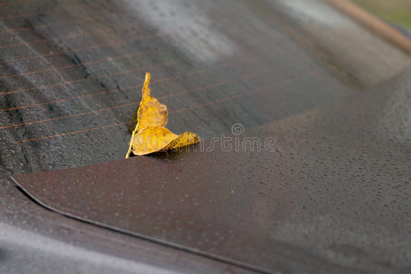 Fallen Yellow Autumn Leaves Lie on the Back of the Car on the Trunk ...