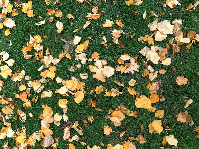Fallen Yellow Fall Leaves on Green Grass. Autumn Background Stock Photo ...