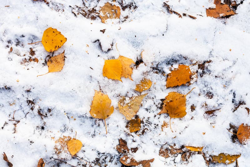 Fallen Yellow Leaves on the First Snow Stock Photo - Image of leaf ...