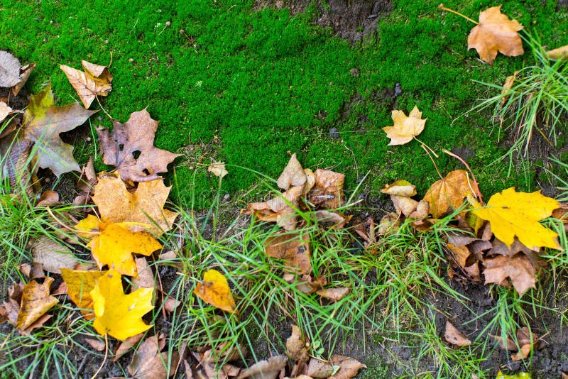 Fallen Yellow Leaves on the Ground Stock Image - Image of leaf ...