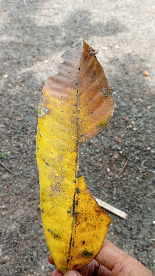 Fallen and Yellow Mango Tree Leaves Stock Image - Image of branch ...
